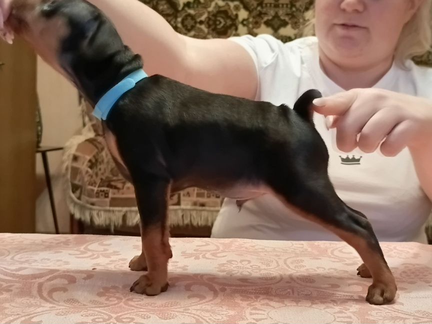 Цвергпинчер