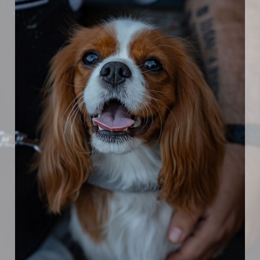 Кавалер кинг-чарльз-спаниель, взрослый пёс