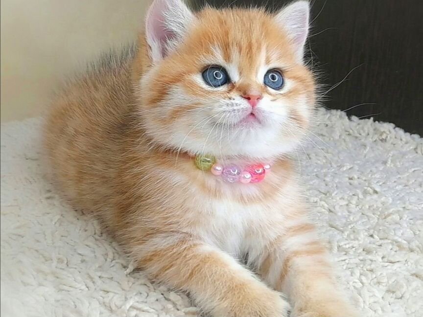 Британские золотые котята