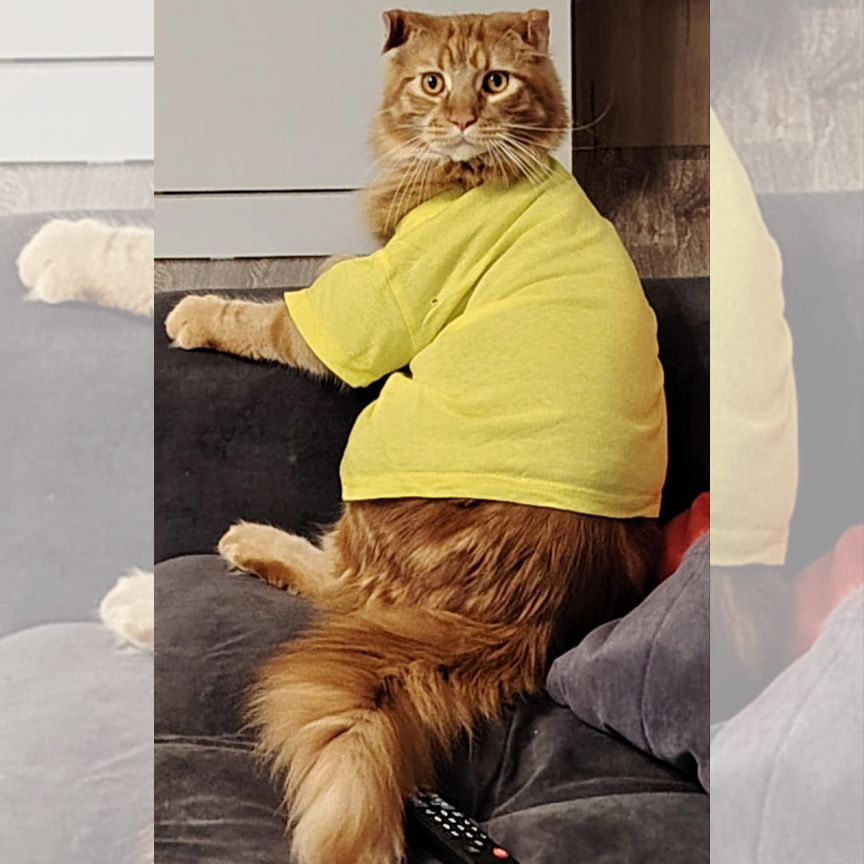 Мейн-кун, взрослый кот