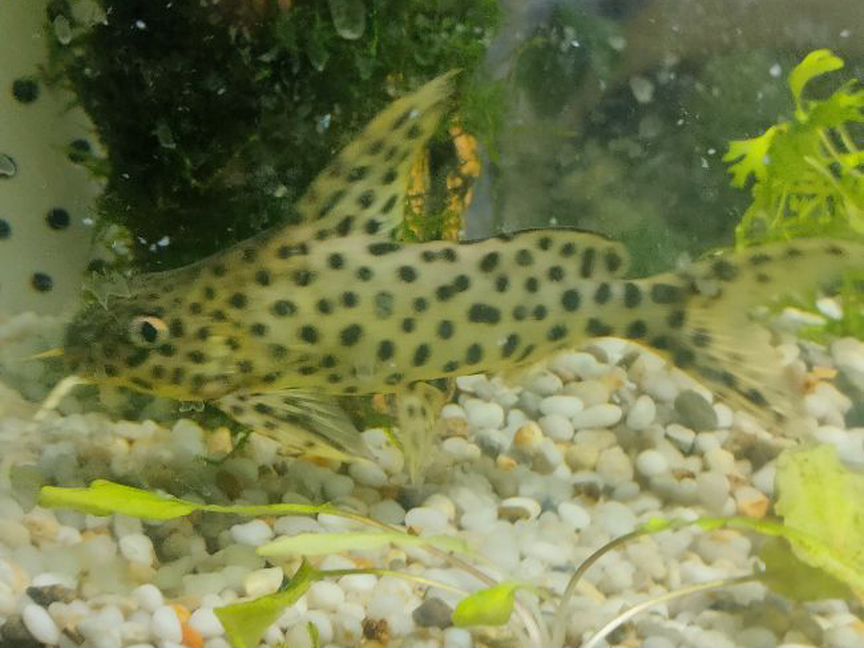 Продаю сомика