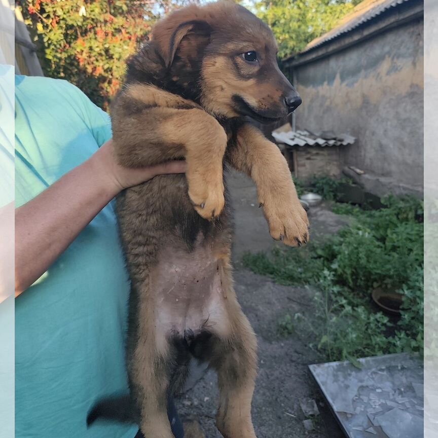 Отдам в добрые руки собаку