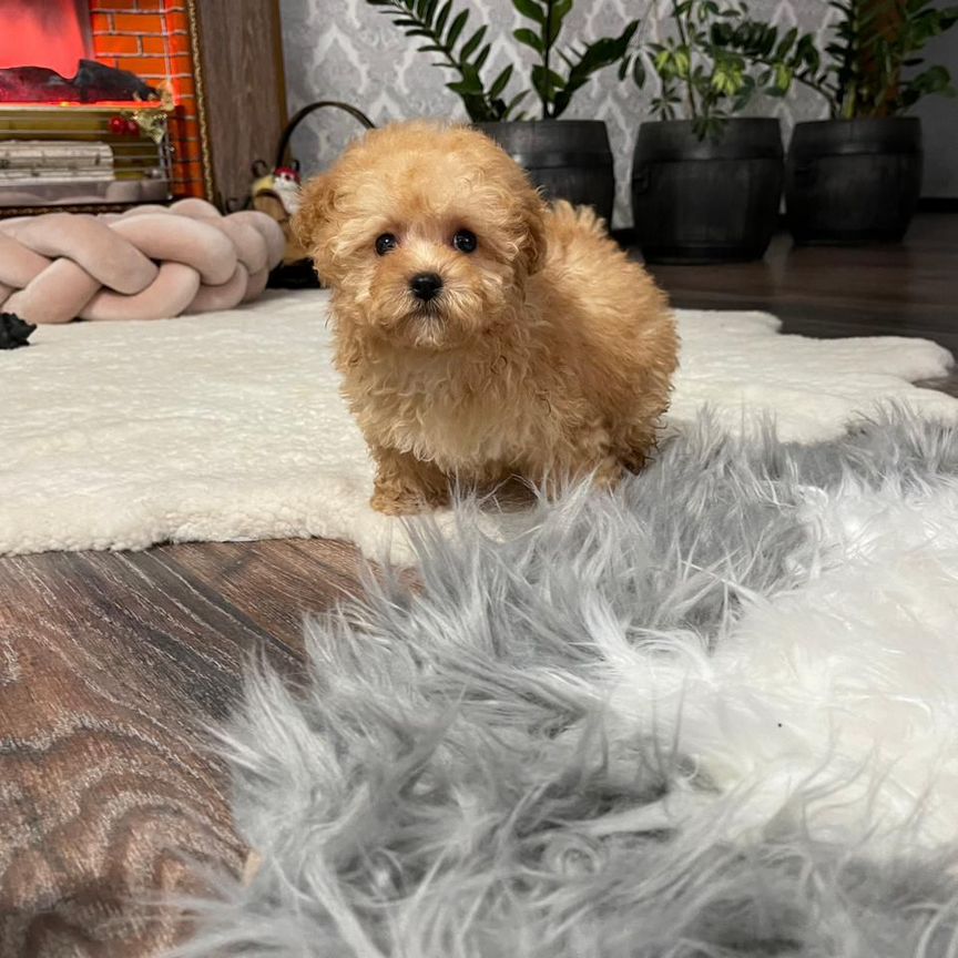 Карамелька мальтипу