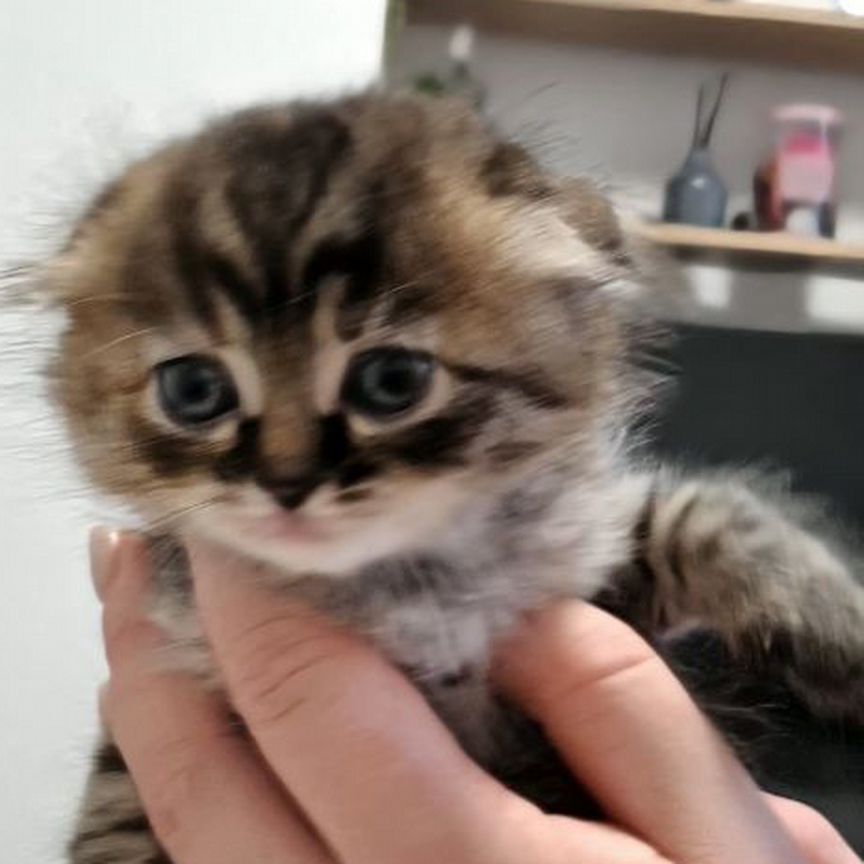 Шотландский вислоухий длинношёрстный котёнок