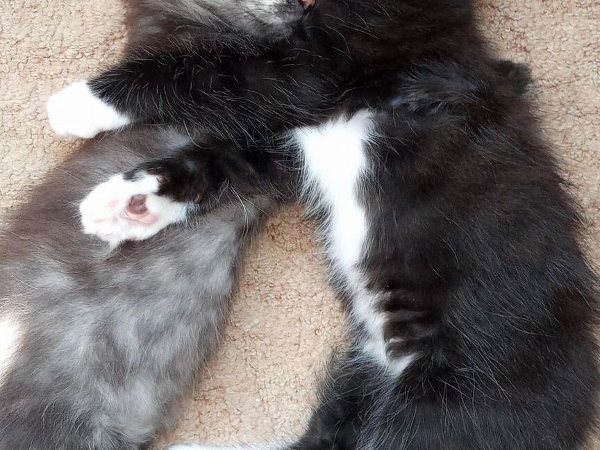 Котята мейн-кун