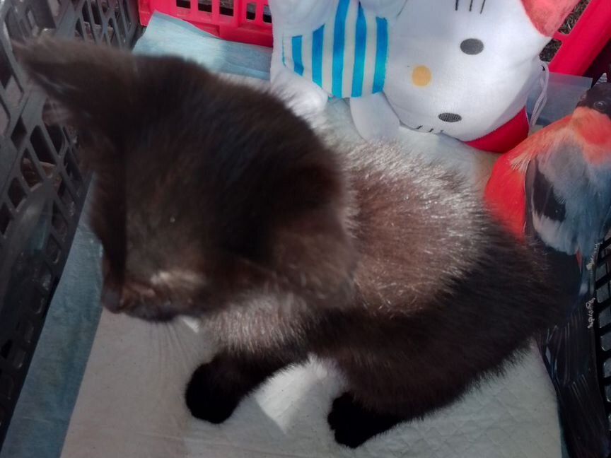 Котёнок в добрые руки