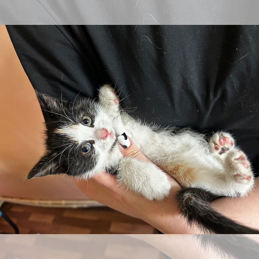 Котёнок в добрые руки