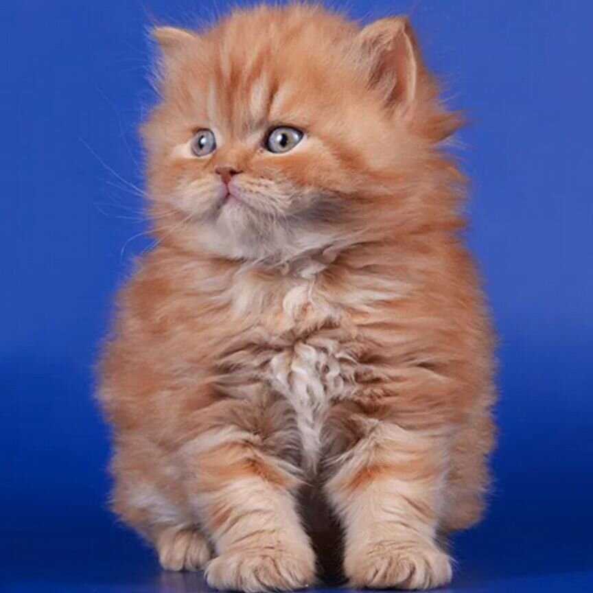 Британский длинношёрстный котёнок