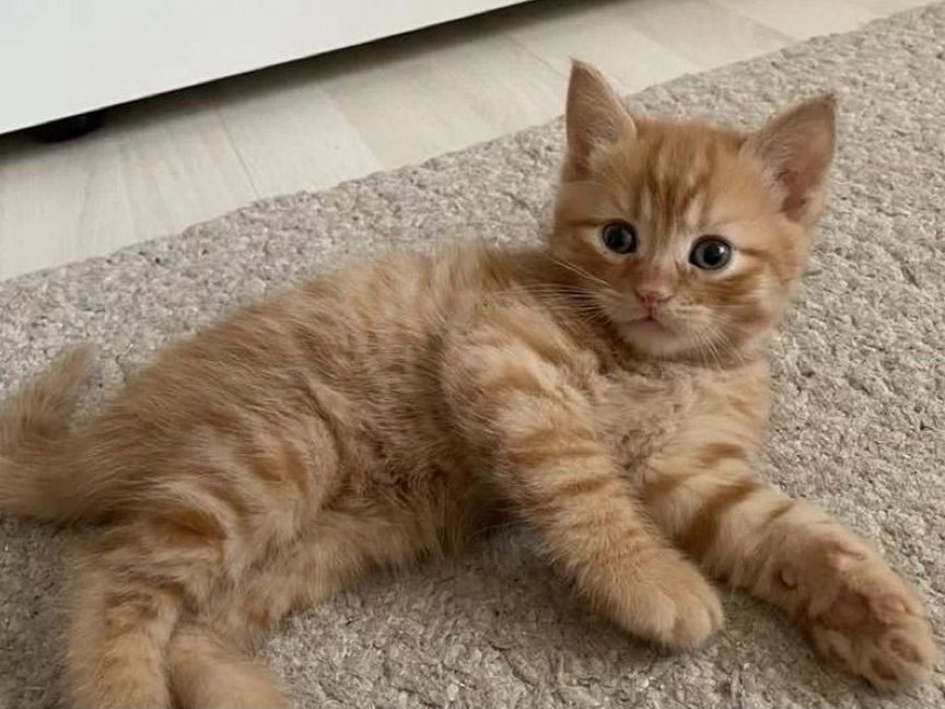 Котята