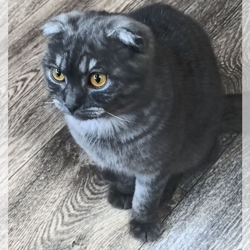 Шотландский вислоухий длинношёрстный котёнок