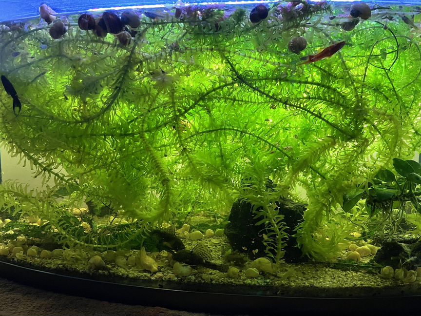 Аквариумные растения