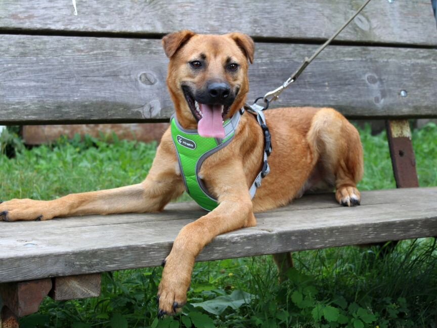 Пёс Рой ищет дом