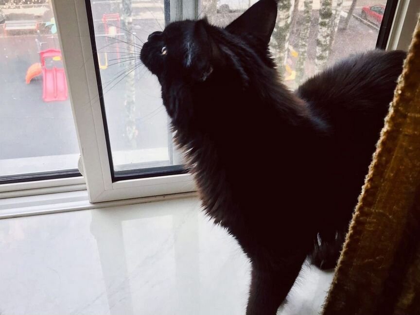 Кошка мейкун бесплатно