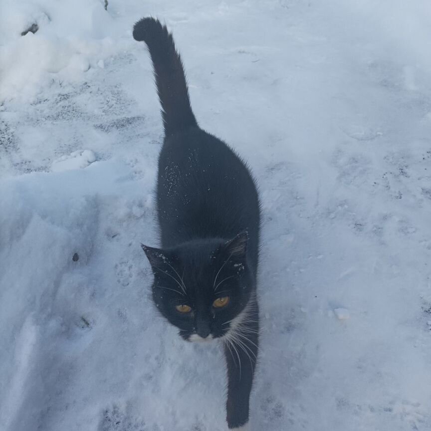 Молодая кошечка