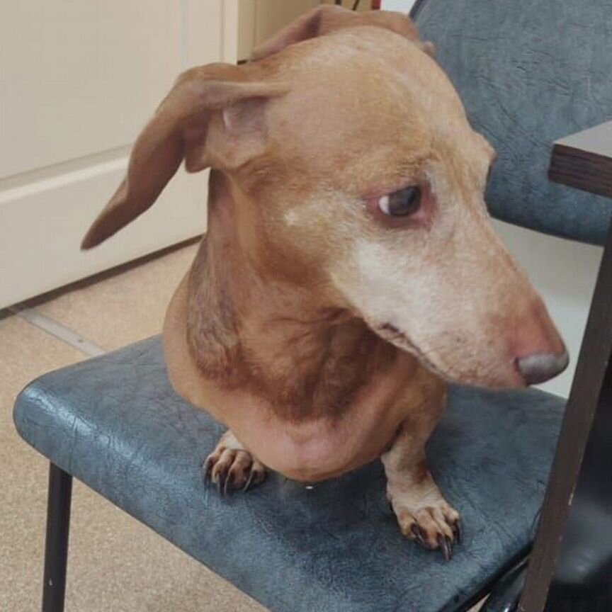 Такса, взрослая собака