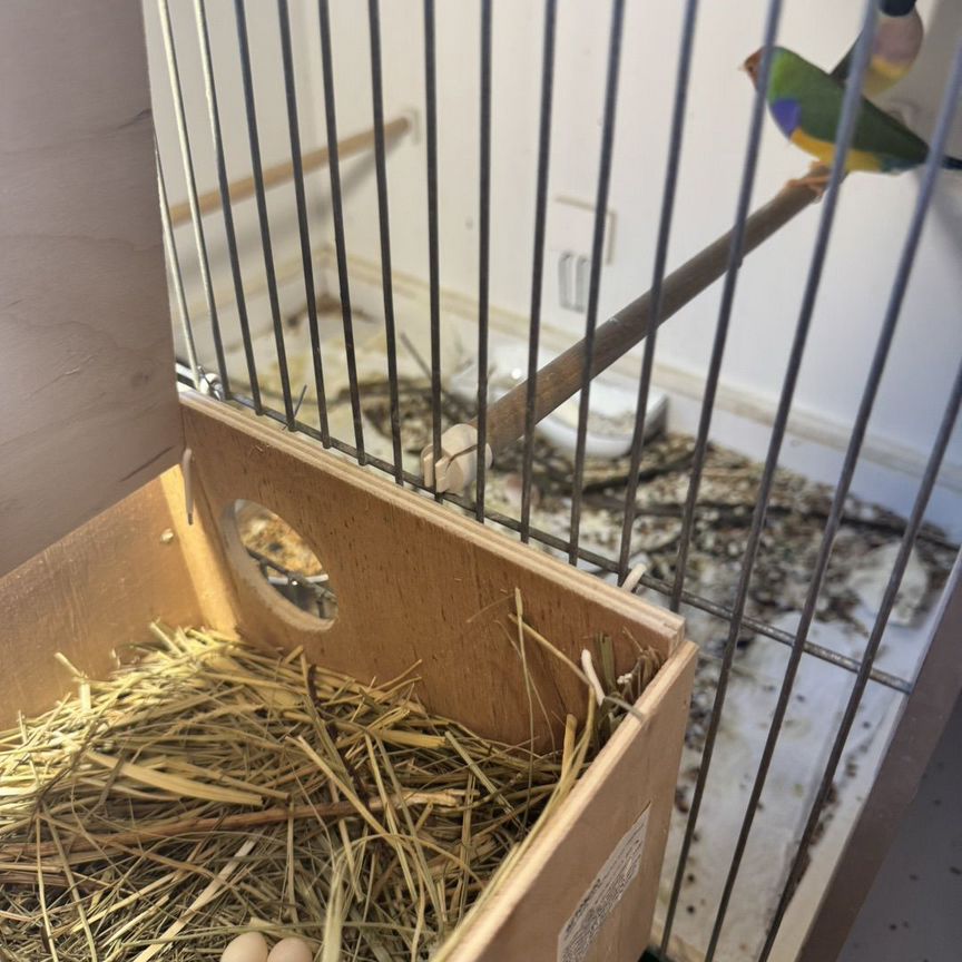 Амадины гульда