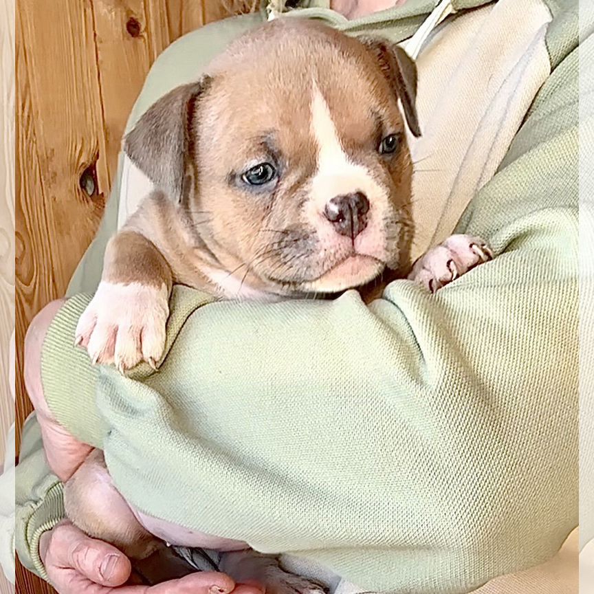 Американский булли, щенок