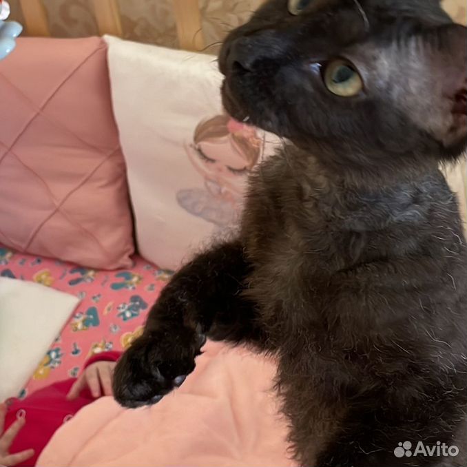 Котенок сфинкс-браш
