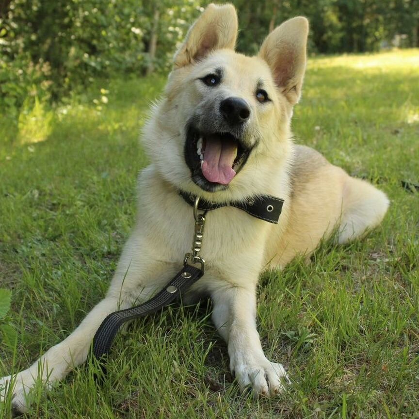 Золотой щенок ищет дом