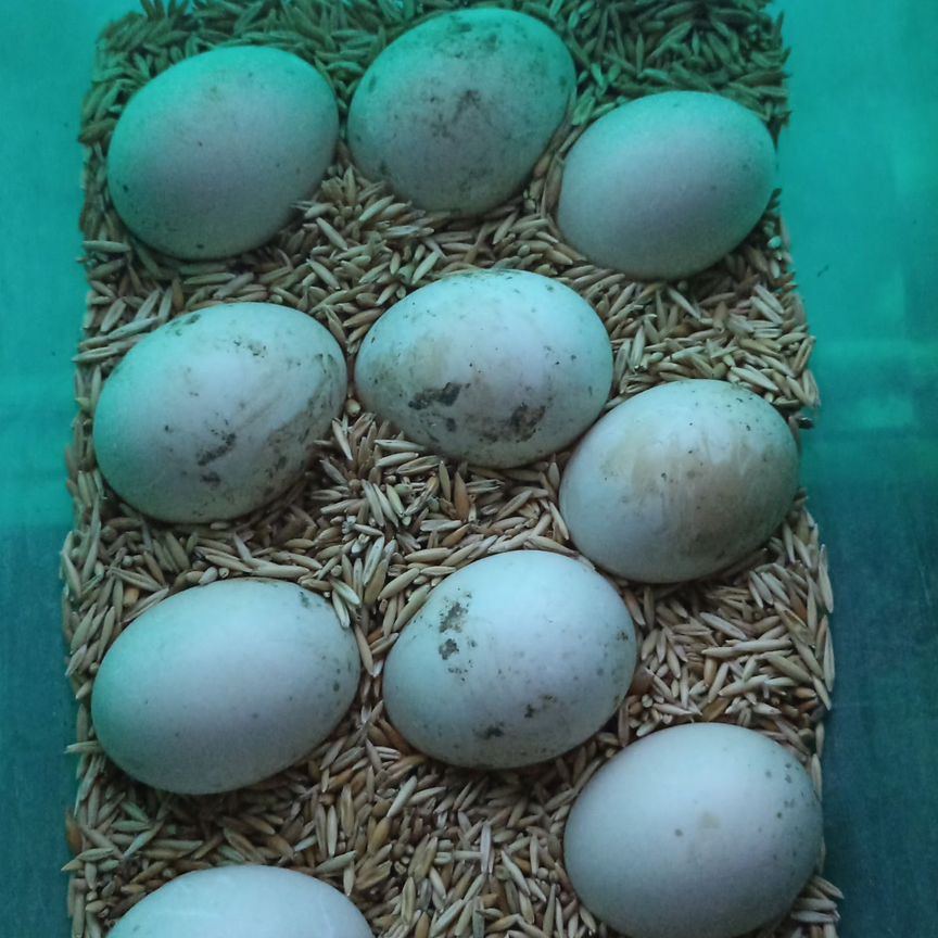 Инкубационное яйцо индоутки тяжелой линии