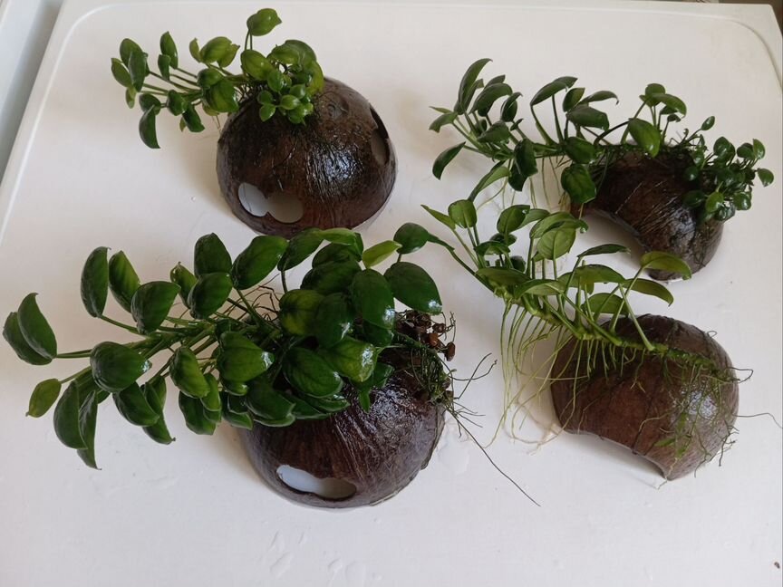 Анубиас на кокосе и отдельными кустиками