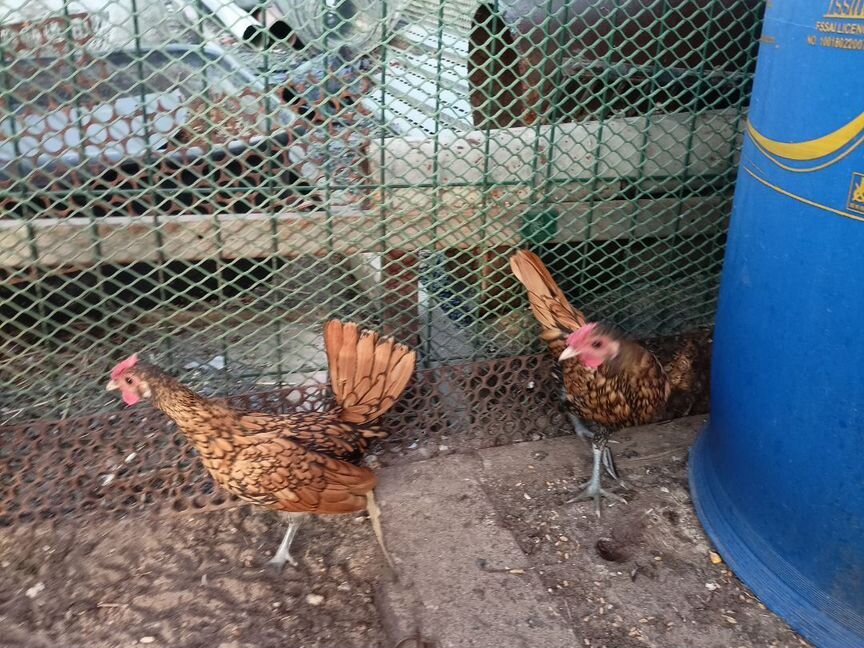 Молодые петухи