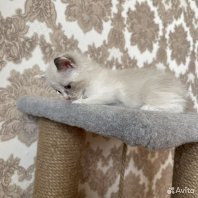 Сиамские котята бесплатно