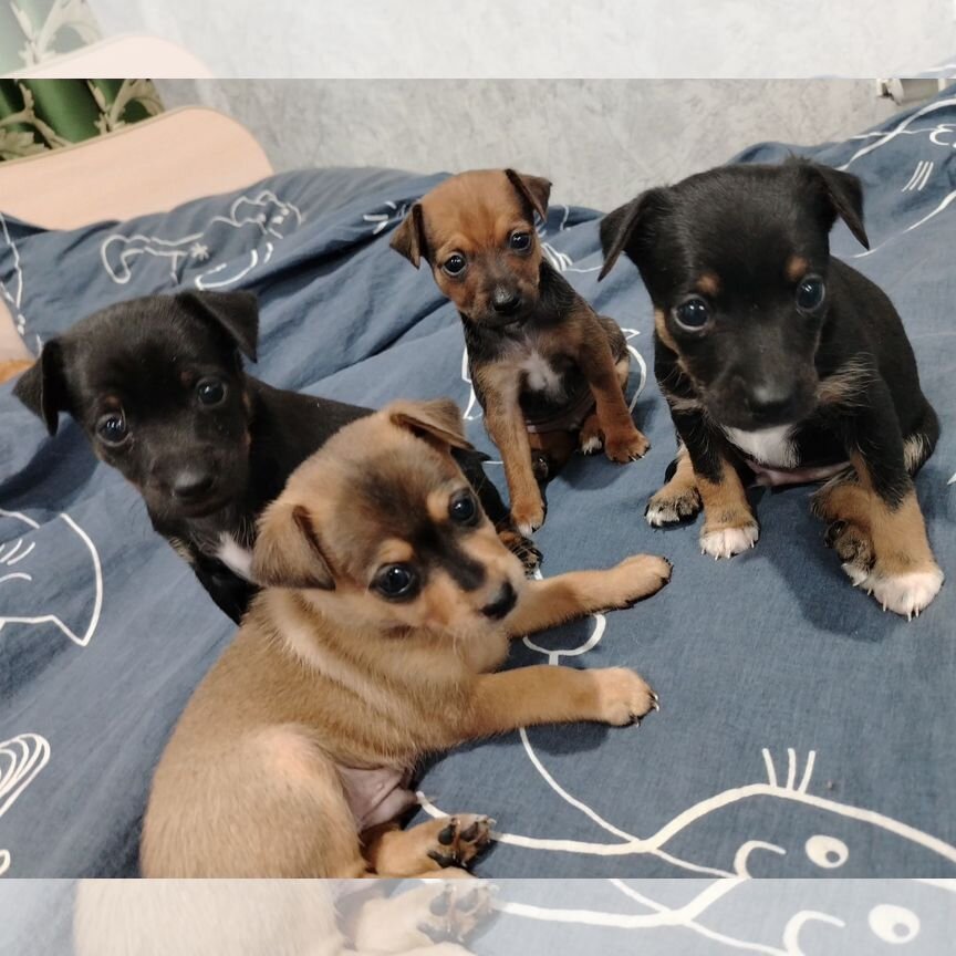 Русский той-терьер, щенок