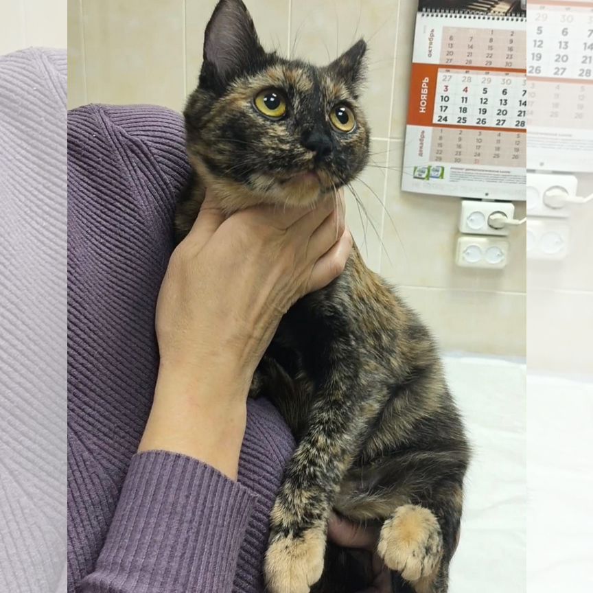 Взрослая кошка в добрые руки