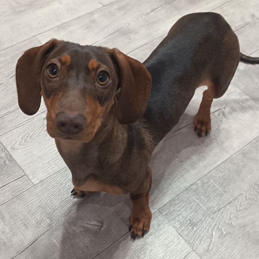 Кроличья такса, взрослая собака