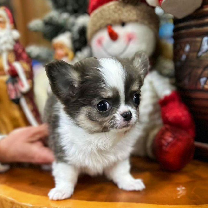 Чихуахуа длинношерстный