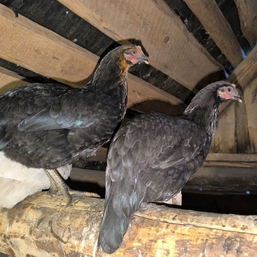 Куры молодки несушки