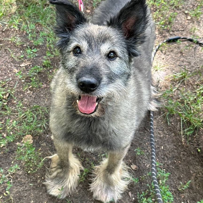 Веселый старичок Рекс из приюта