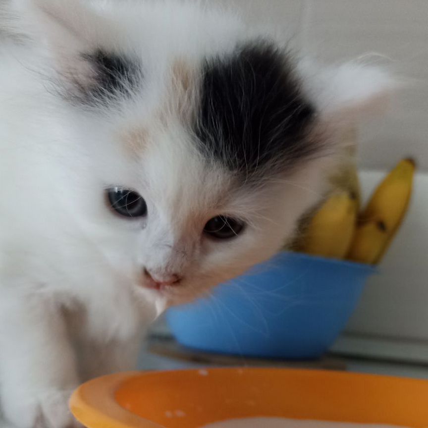 Отдам котенка