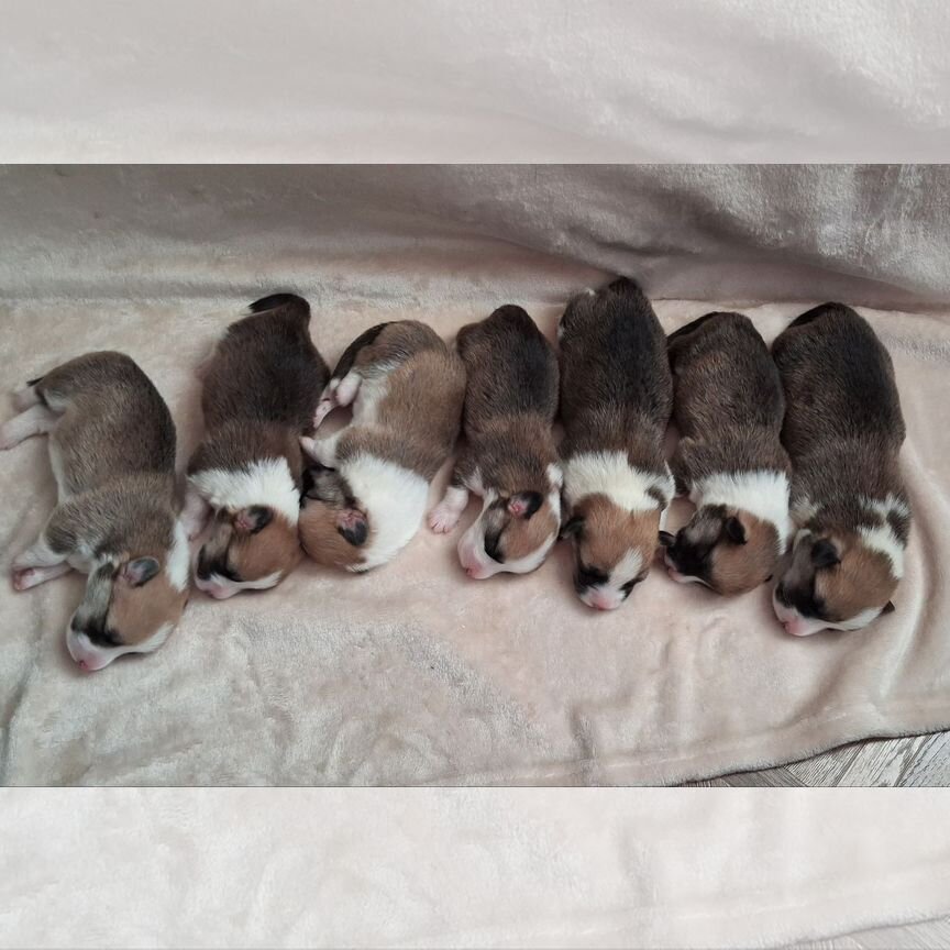 Вельш Корги Пемброк, щенок