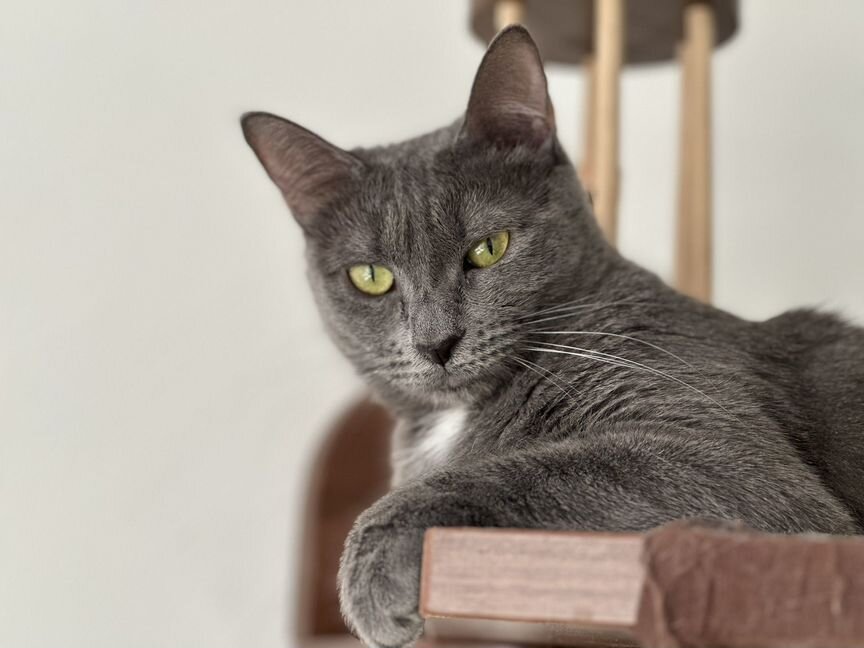 Кошка Лиза 2 года стерилизована в добрые руки