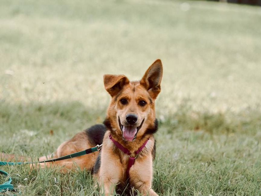 Собака в добрые руки