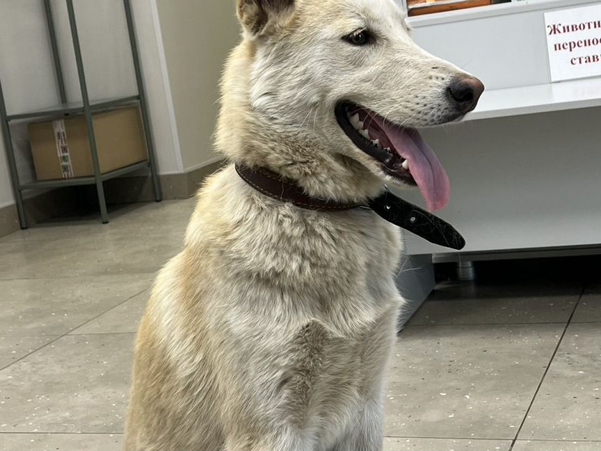 Собака в добрые руки