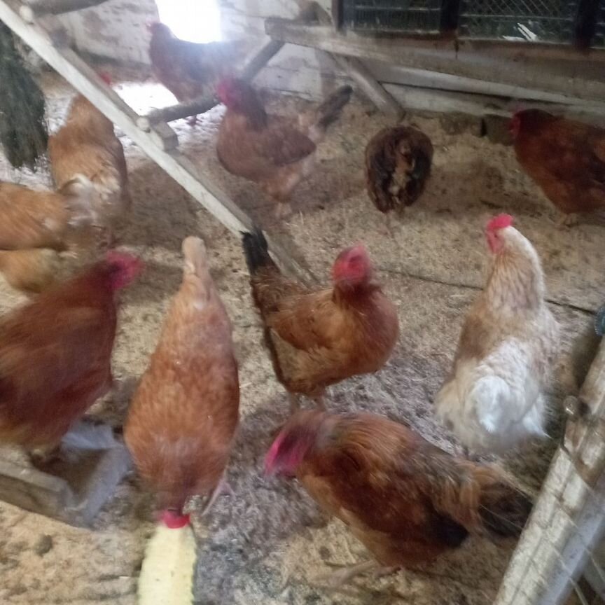 Куры несушки домашние