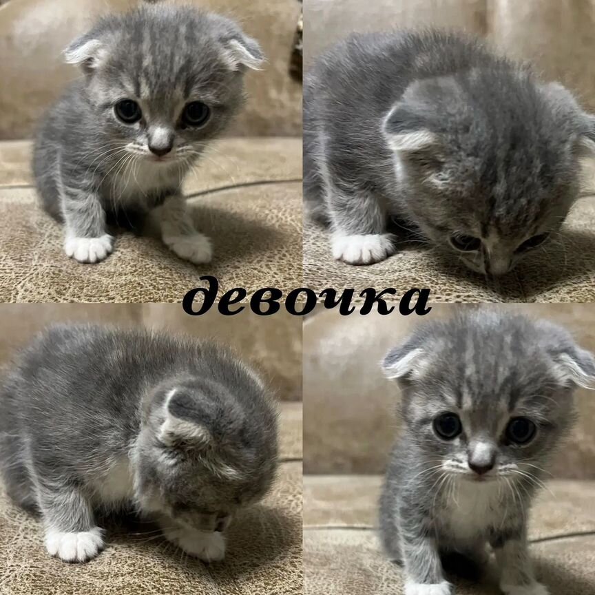 Шотландский вислоухий короткошёрстный котёнок