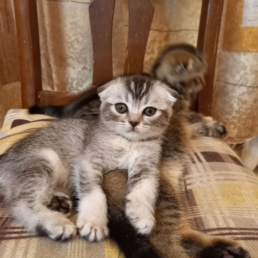 Шотландская золотая шиншилла котята