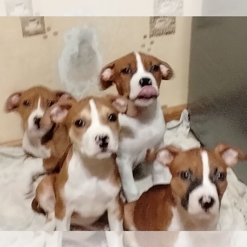 Американский стаффордширский терьер, щенок