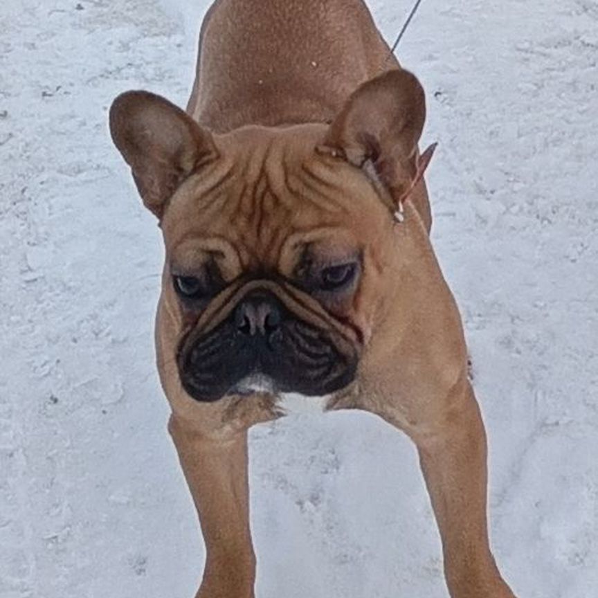 Французский бульдог