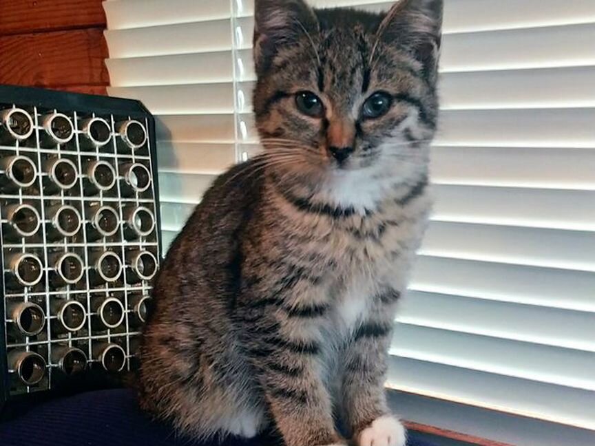 Котенок в добрые руки, девочка 3,5 месяца