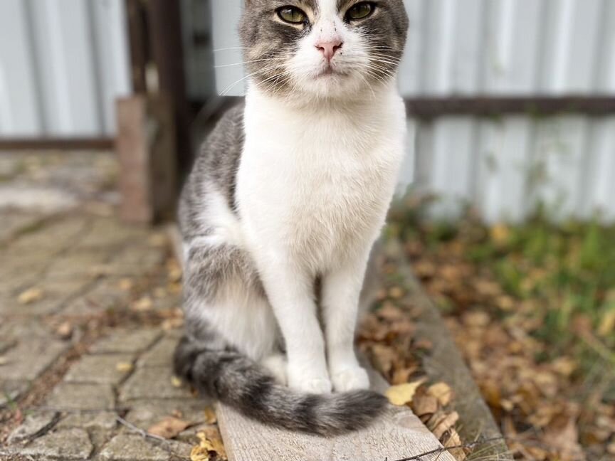 Коты в добрые руки