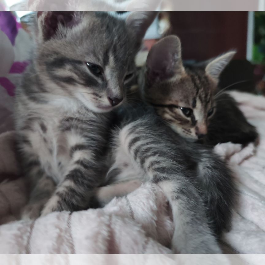 Котик