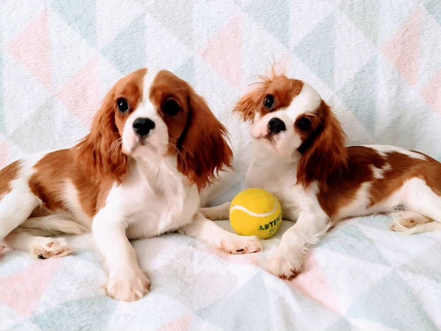 Щенята Кавалер Кинг Чарльз спаниели
