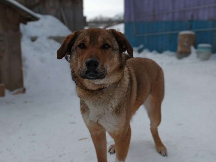 Найда ищет семью