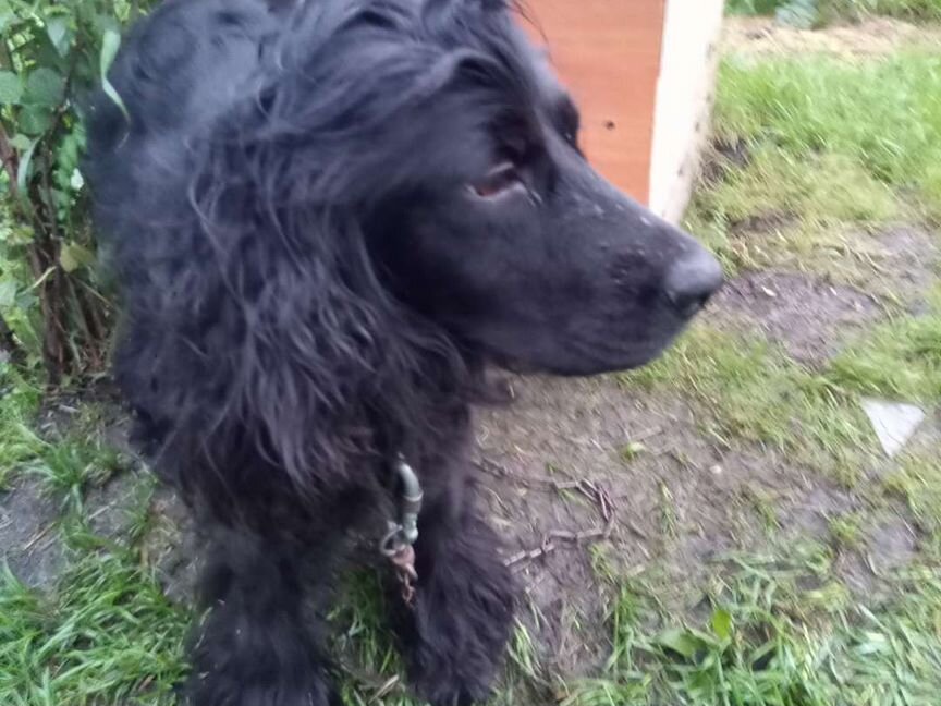 Продажа собак щенков