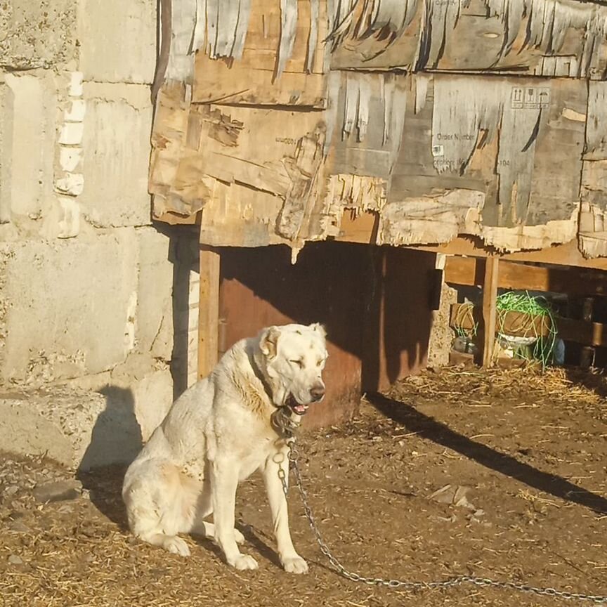 Собаки